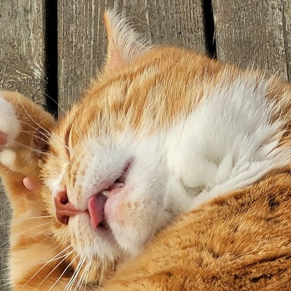Cats making funny faces
