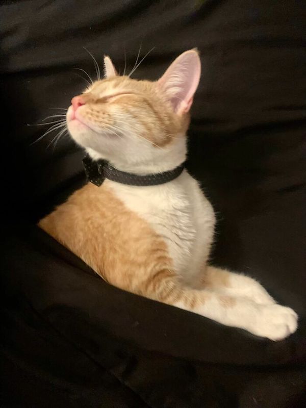 Cats making funny faces