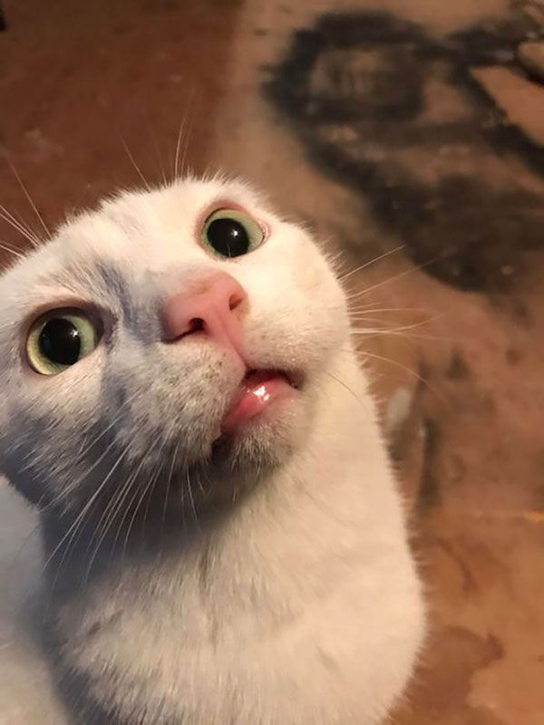 Cats making funny faces