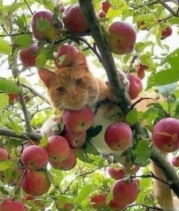Cats making funny faces
