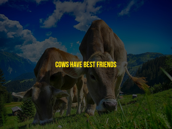 Wholesome Animal Facts Are Just Adorable