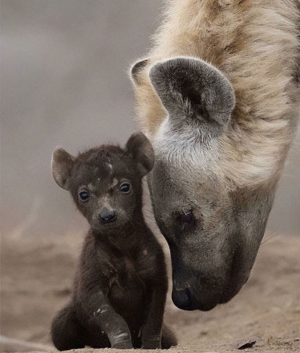 Wild animals that are all "awwwww" and no bite.