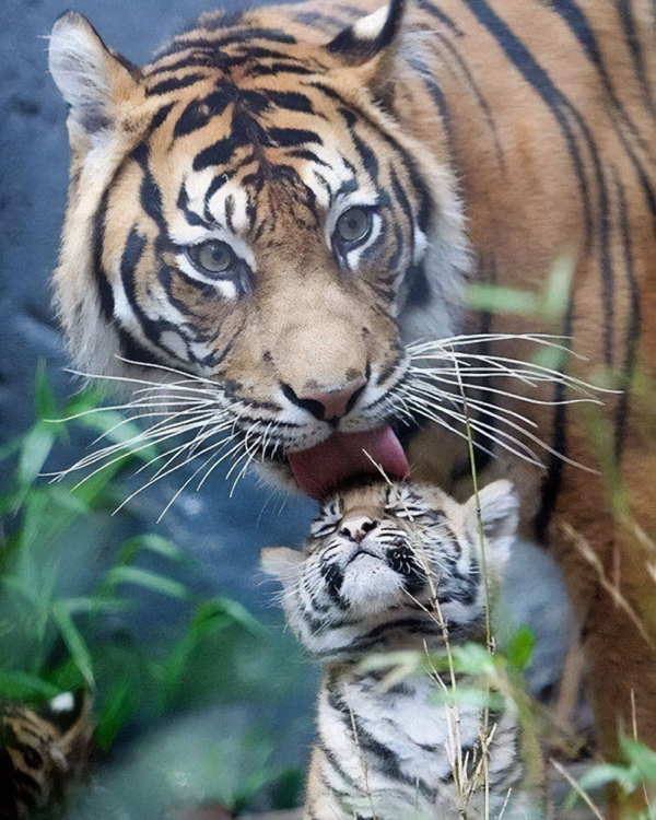 Wild animals that are all "awwwww" and no bite.
