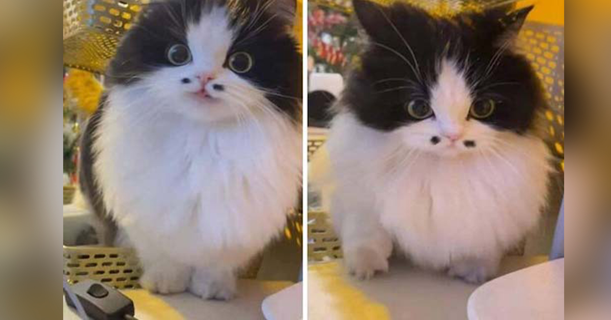 Cats making funny faces