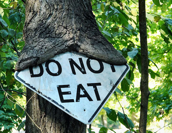 A hungry tree will devour anything that gets too close