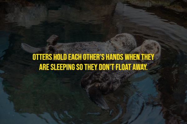 Wholesome Animal Facts Are Just Adorable