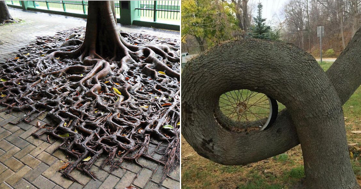 A hungry tree will devour anything that gets too close