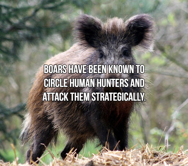 A Look Into Predators of the Animal Kingdom