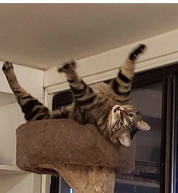 Cat Saturday: Right Here Right Meow