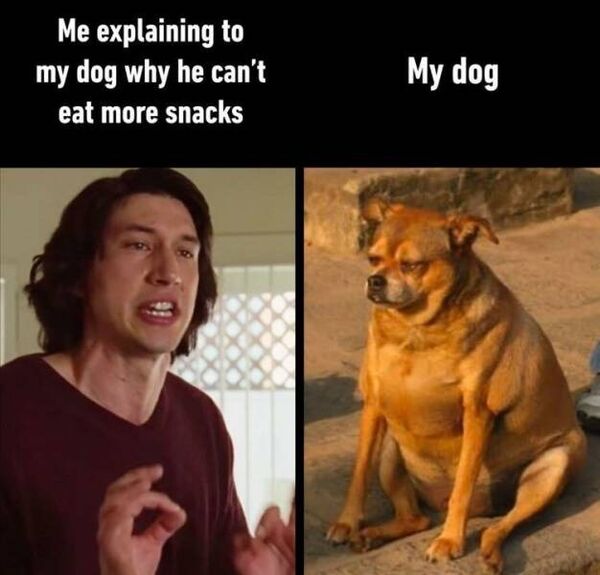 Throw a Biscuit for the Good Bois