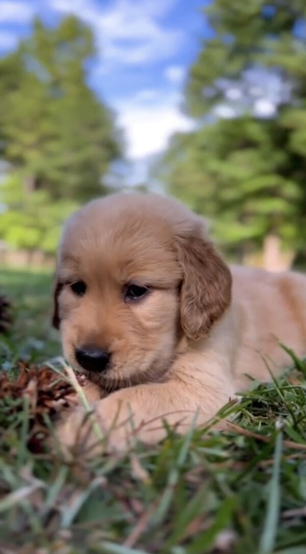 Throw a Biscuit for the Good Bois