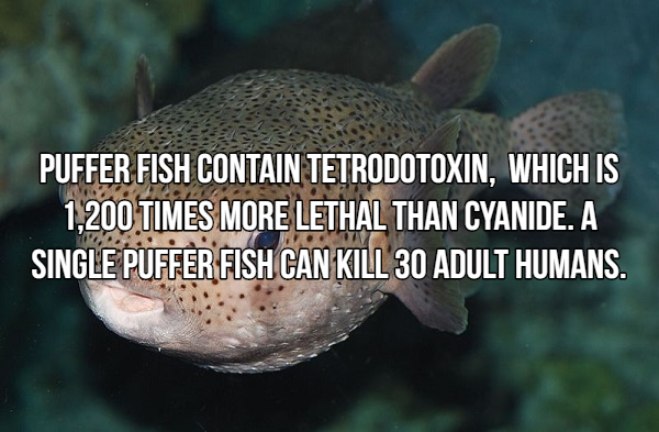 A Look Into Predators of the Animal Kingdom