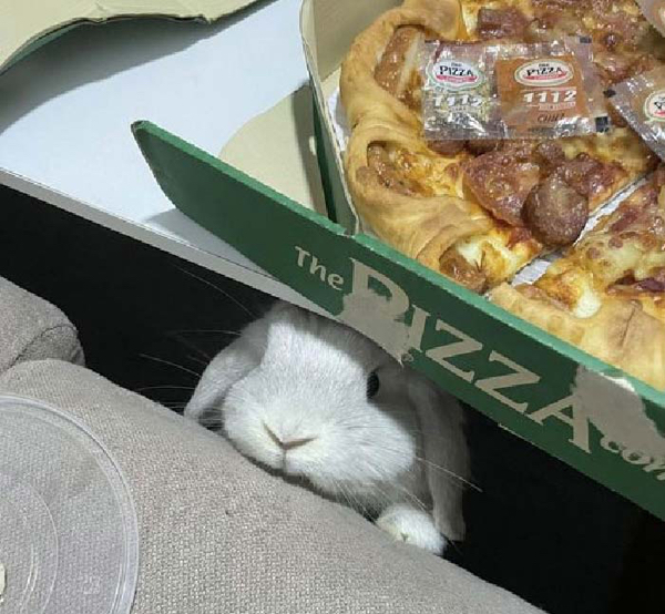 Like Monty Python warned, not ALL bunnies are peaceful creatures