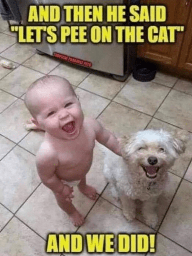 Grumpy Dad Memes Photos Best Old Parent Jokes Compilation