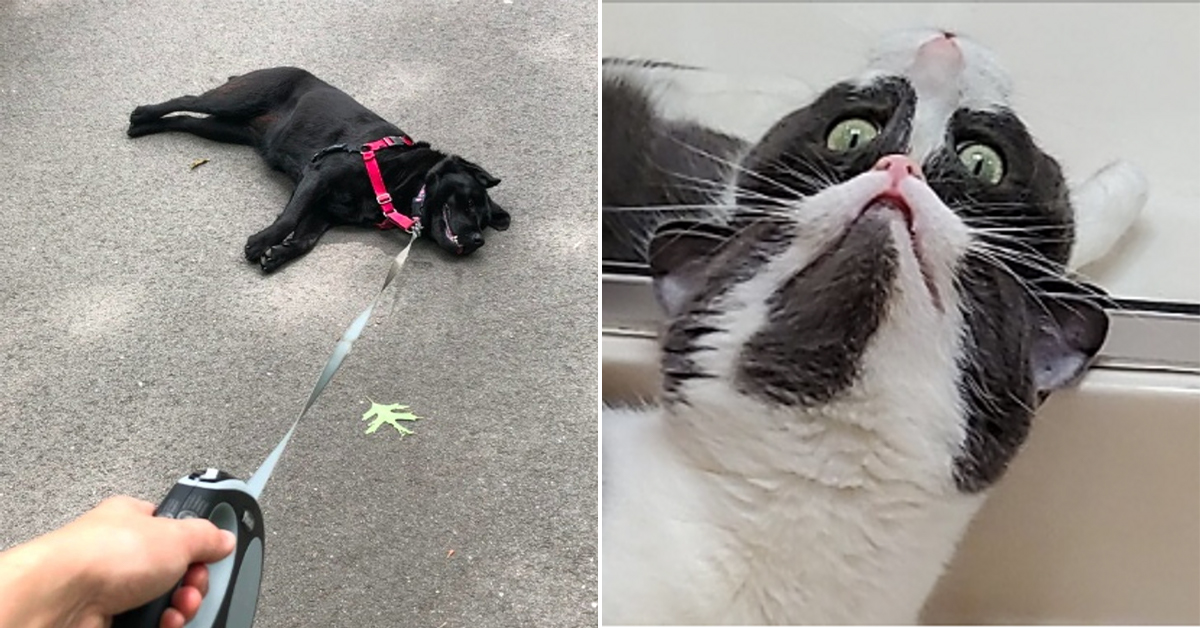Pets are taking over and these people have the proof