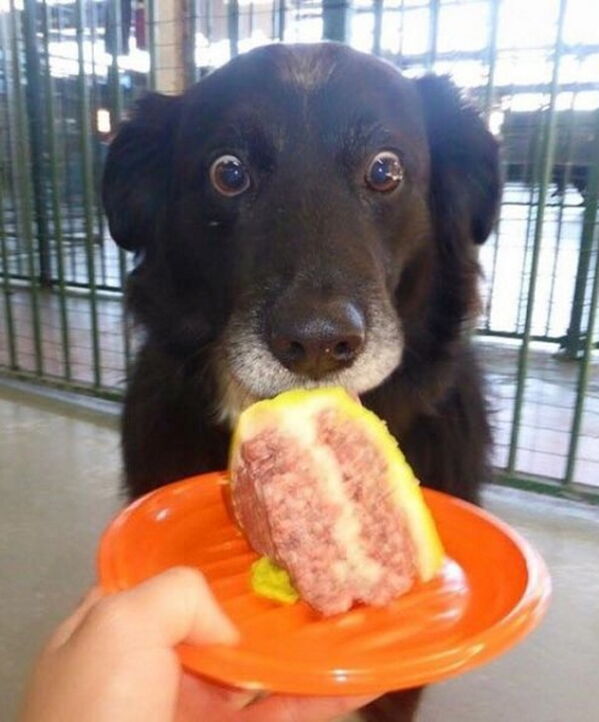 Throw a Biscuit for the Good Bois