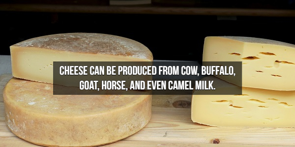 Cheese... There Must Be Cheese... Facts