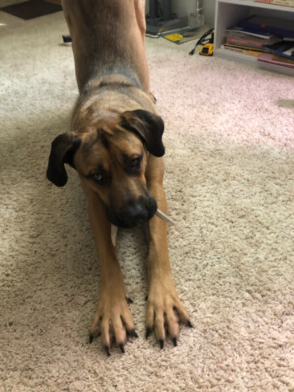 Throw a Biscuit for the Good Bois