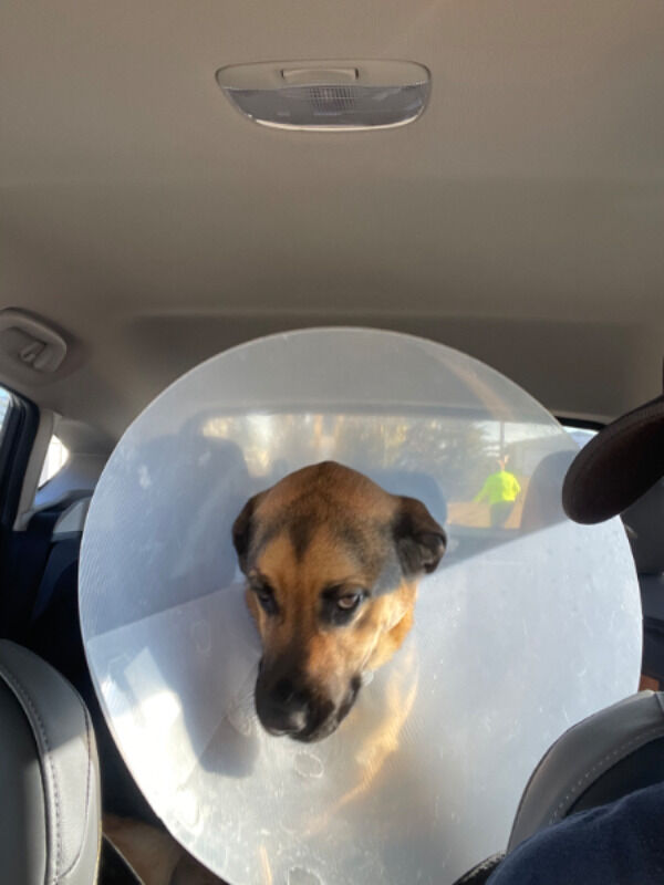 Throw a Biscuit for the Good Bois