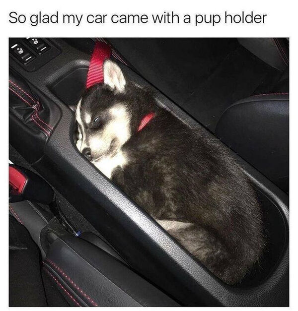 Dogs Are Awesome. That Is All.