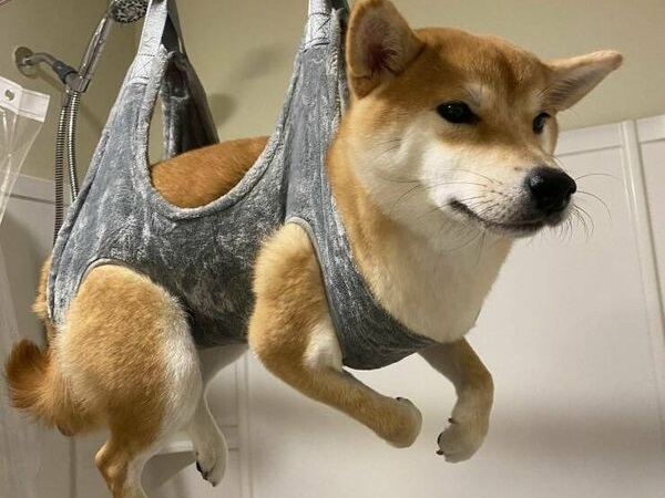 Dogs Are Awesome. That Is All.