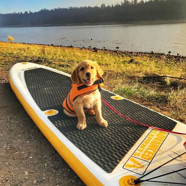 Dogs Are Awesome. That Is All.