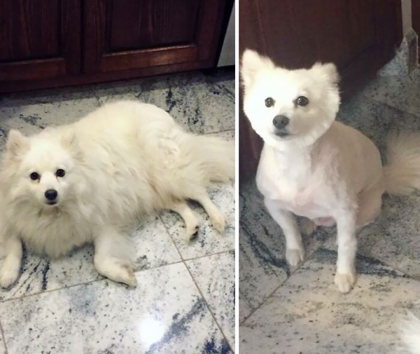 Pet haircuts that were way more than the owners bargained for