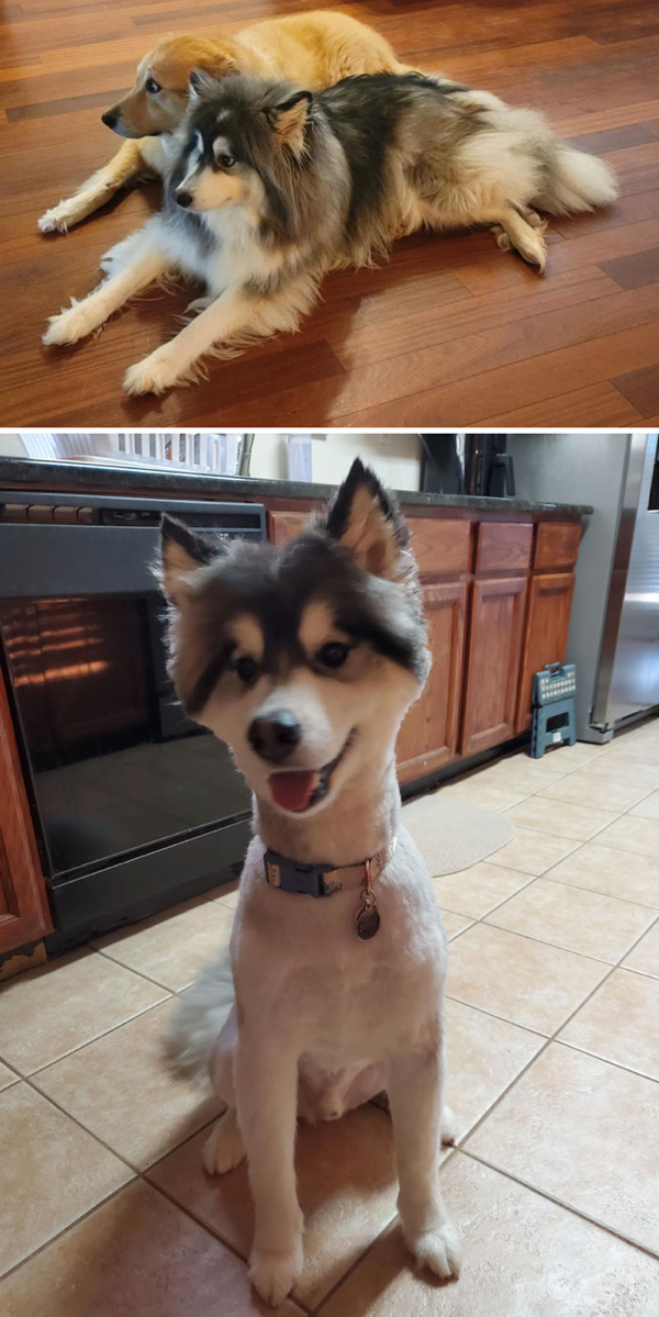 Pet haircuts that were way more than the owners bargained for