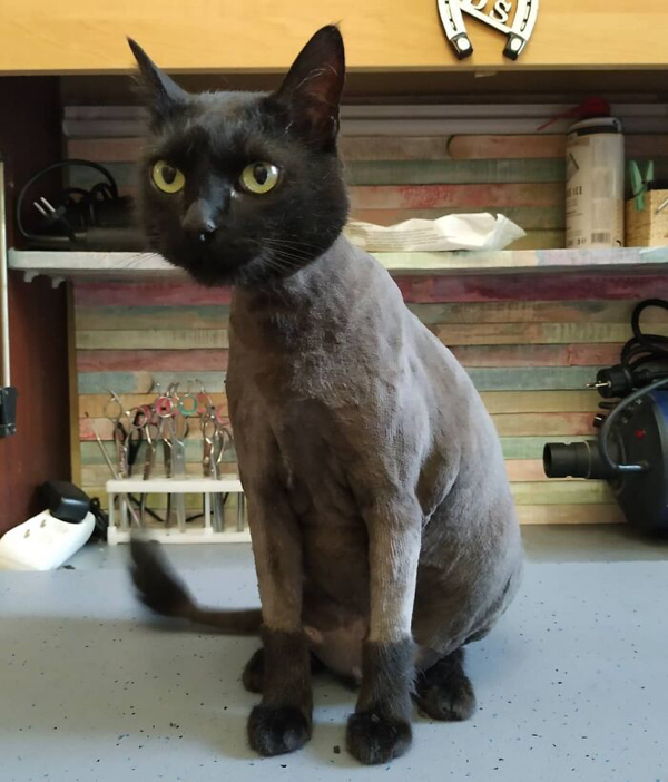 Pet haircuts that were way more than the owners bargained for