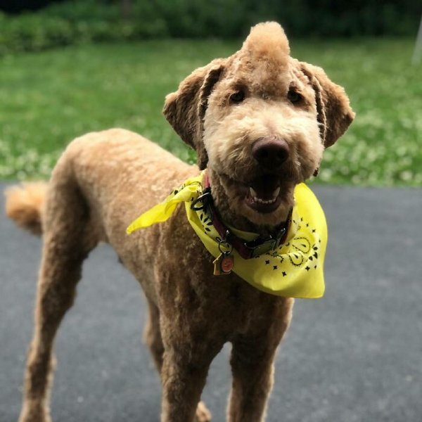 Pet haircuts that were way more than the owners bargained for