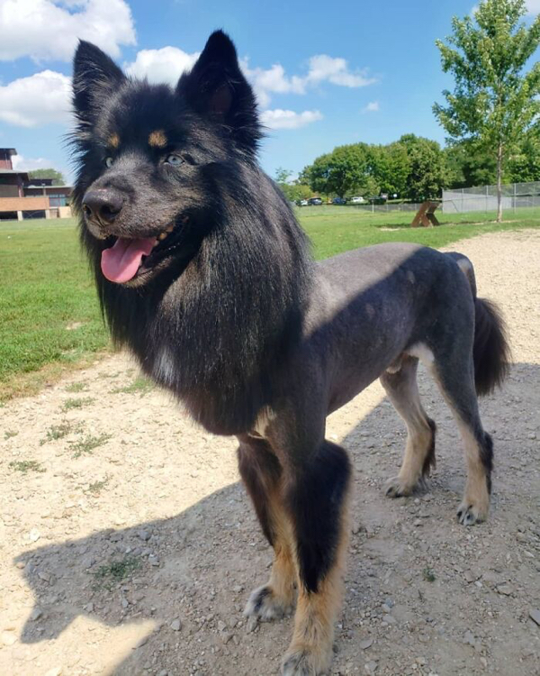 Pet haircuts that were way more than the owners bargained for