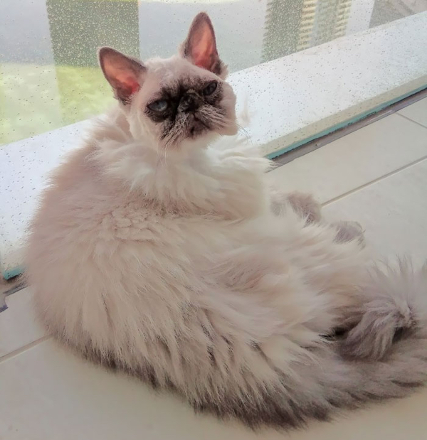 Pet haircuts that were way more than the owners bargained for