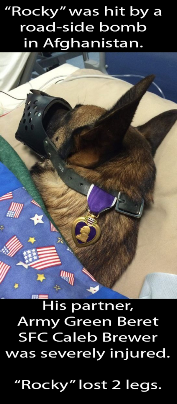 Memes K9 Service Dogs Brave Military Police Man's Best Friend Photos