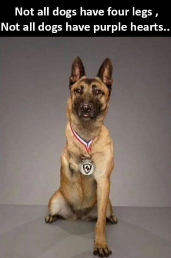 Memes K9 Service Dogs Brave Military Police Man's Best Friend Photos