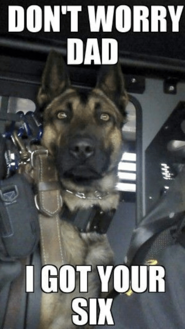 Memes K9 Service Dogs Brave Military Police Man's Best Friend Photos