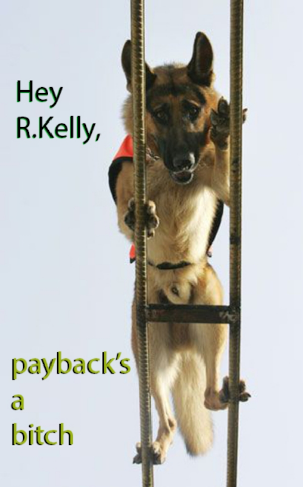Memes K9 Service Dogs Brave Military Police Man's Best Friend Photos