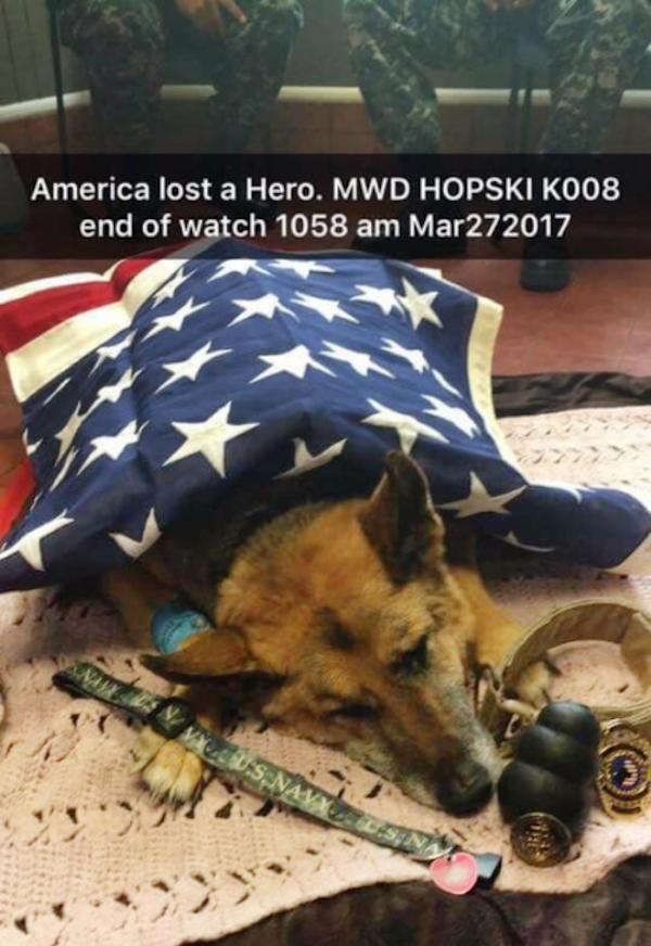 Memes K9 Service Dogs Brave Military Police Man's Best Friend Photos