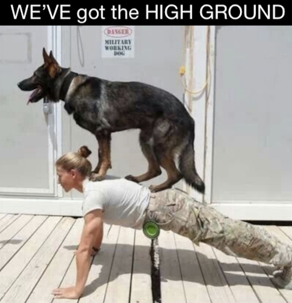 Memes K9 Service Dogs Brave Military Police Man's Best Friend Photos