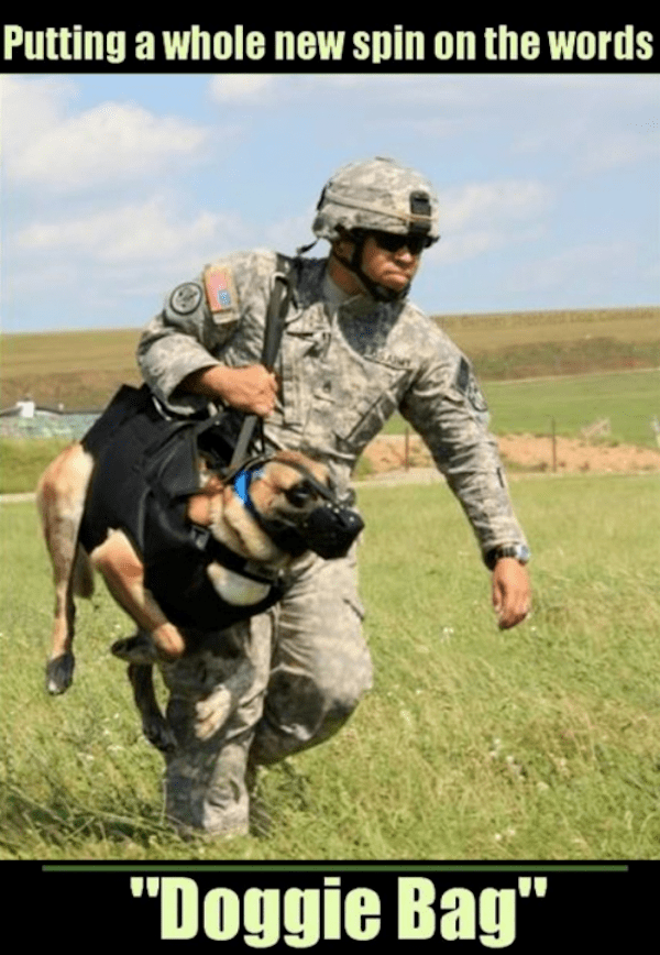 Memes K9 Service Dogs Brave Military Police Man's Best Friend Photos