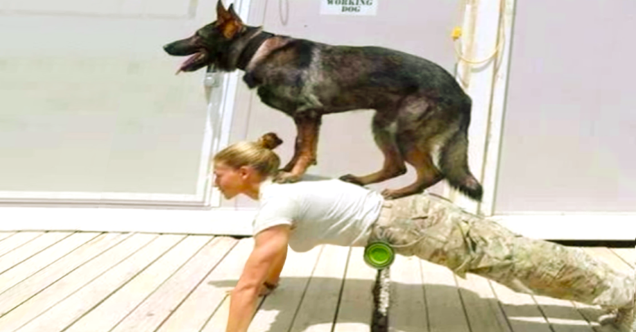 Training Dog Memes