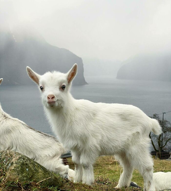 Goats we must all bow down to, no matter how tiny they are