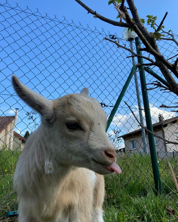 Goats we must all bow down to, no matter how tiny they are