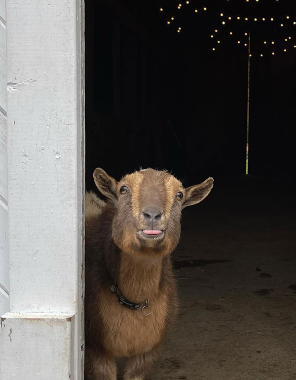 Goats we must all bow down to, no matter how tiny they are