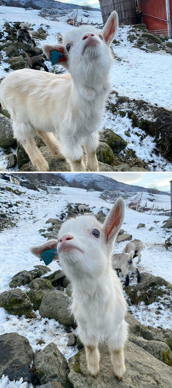 Goats we must all bow down to, no matter how tiny they are