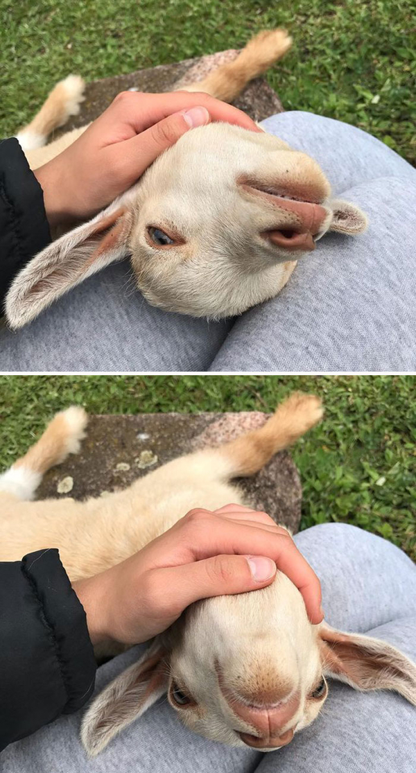 Goats we must all bow down to, no matter how tiny they are