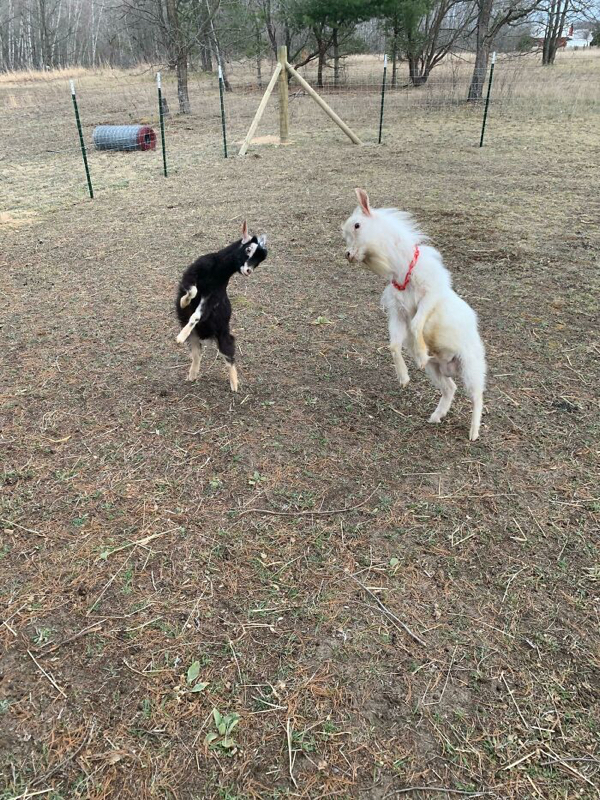 Goats we must all bow down to, no matter how tiny they are
