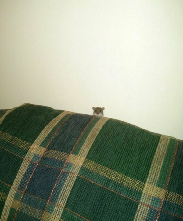 These robot animals have gone totally haywire