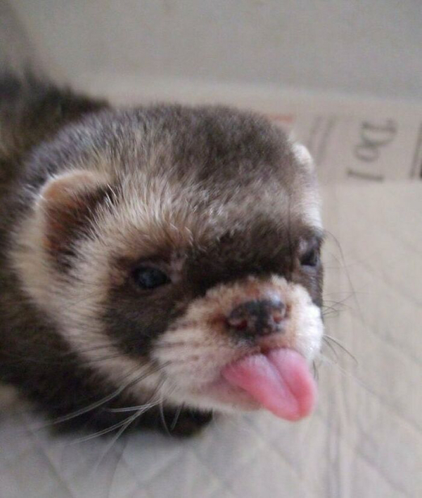 These robot animals have gone totally haywire