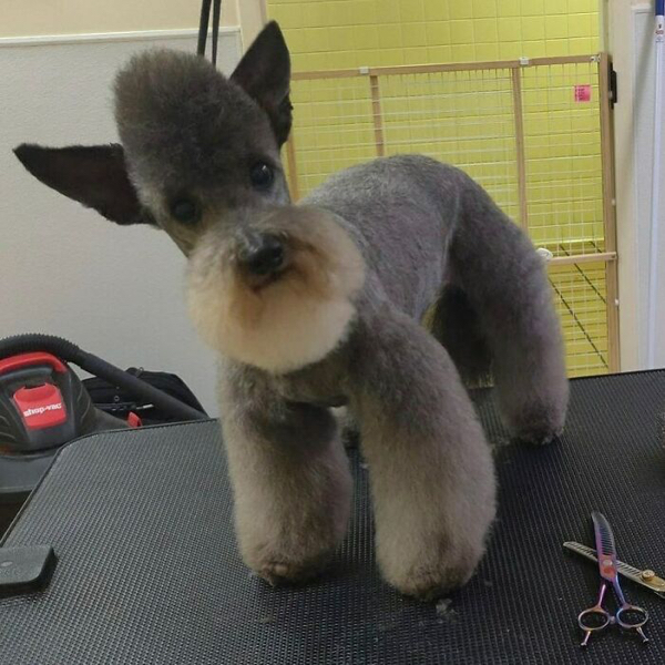 These robot animals have gone totally haywire