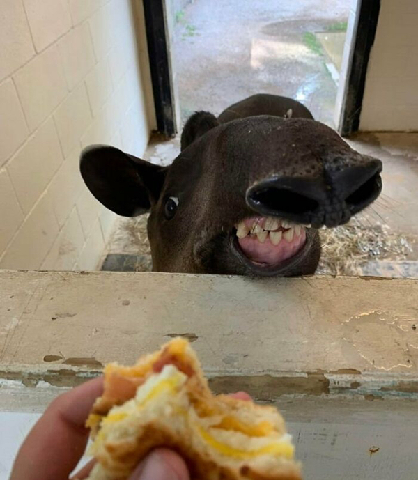 These robot animals have gone totally haywire